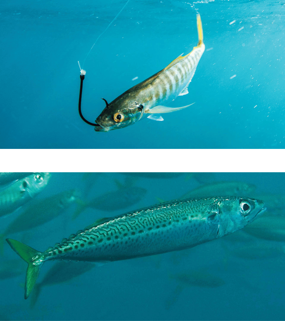 Guide to live baiting Fishing Guide